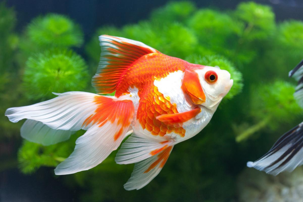 10 Poissons colorés pour aquarium d'eau douce (avec PHOTOS)
