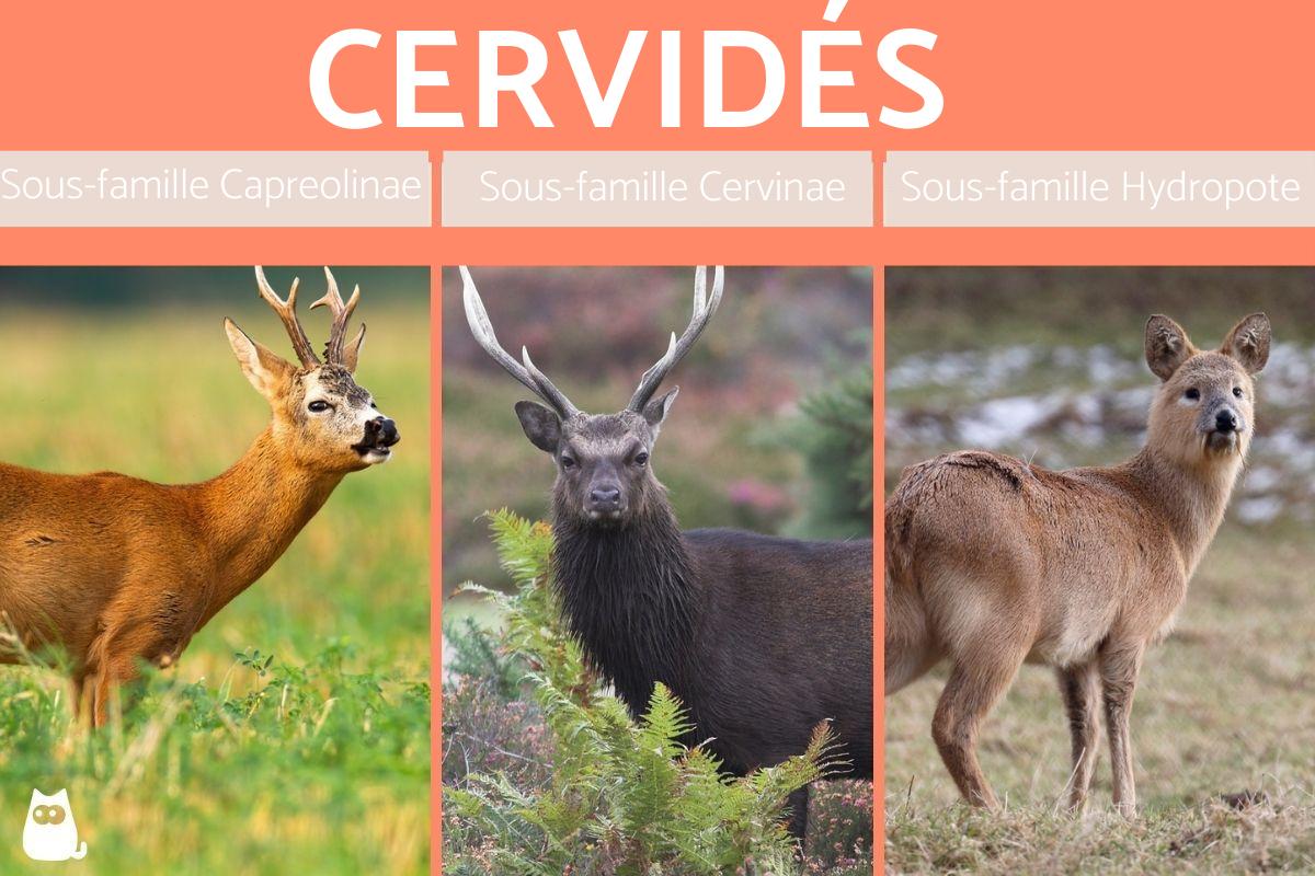 Cervidés - Liste, sous-ordre, famille, espèces, caractéristiques et habitat