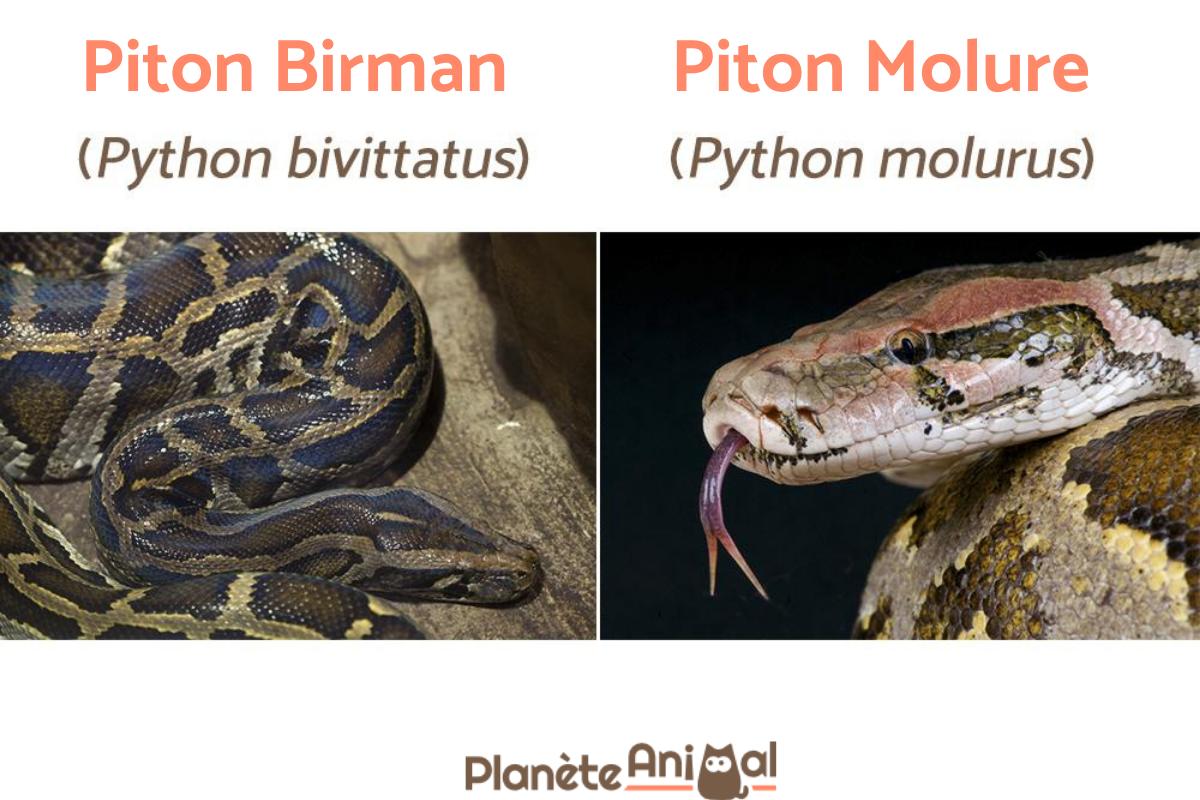 TOP 10 des PLUS GROS SERPENTS