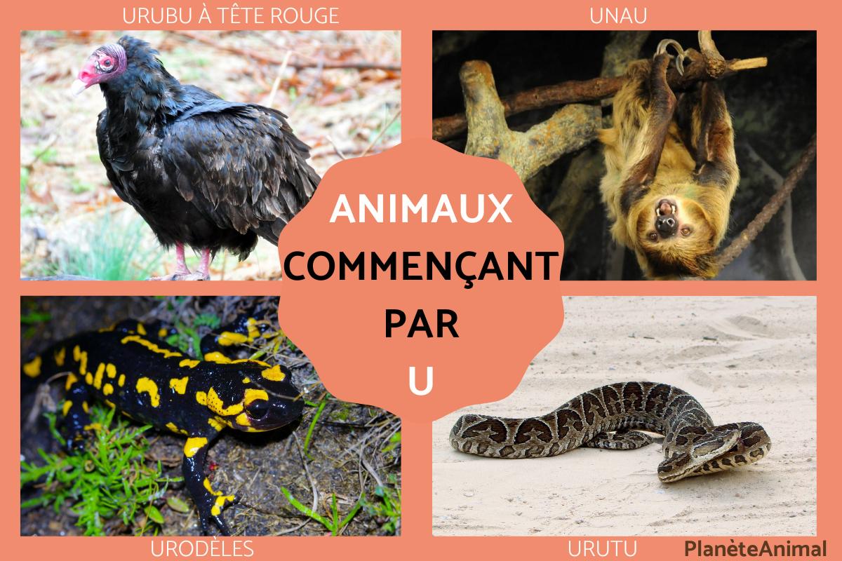20 ANIMAUX COMMENÇANT AVEC UN U - En FRANÇAIS et en ANGLAIS!