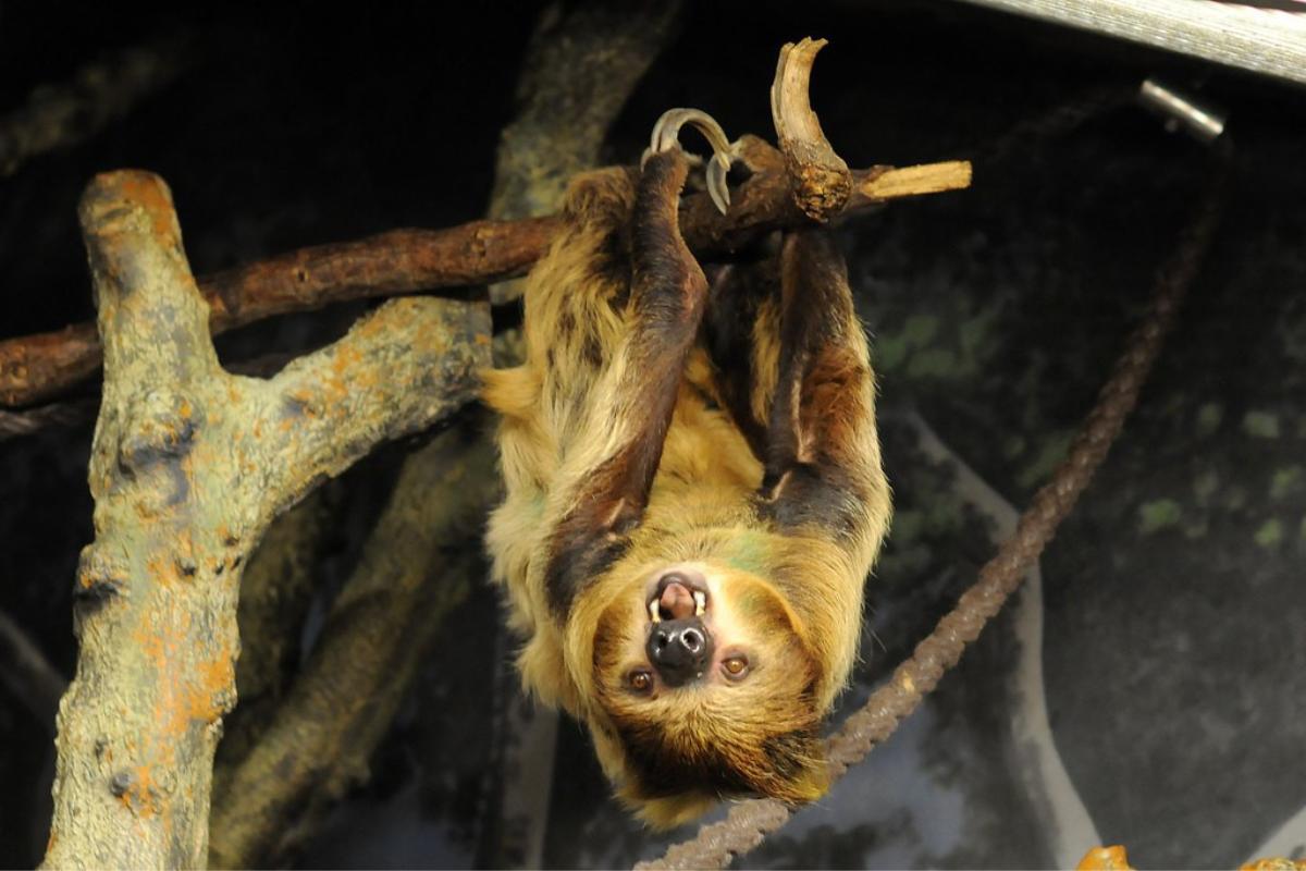 20 ANIMAUX COMMENÇANT AVEC UN U - En FRANÇAIS et en ANGLAIS!