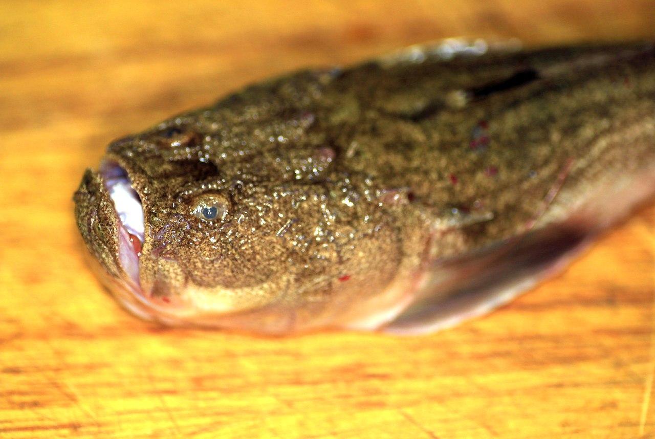 20 ANIMAUX COMMENÇANT AVEC UN U - En FRANÇAIS et en ANGLAIS!