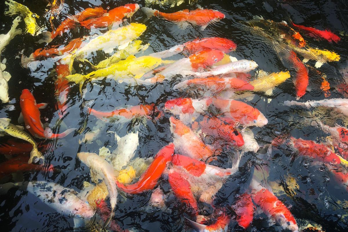 Carpe koï : légende et signification