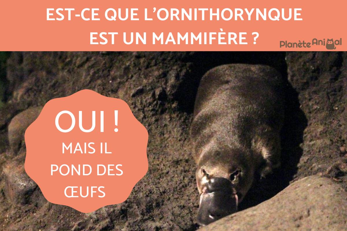 Est-ce que l'ornithorynque est un mammifère ? - Qu'est-ce qu'un ...