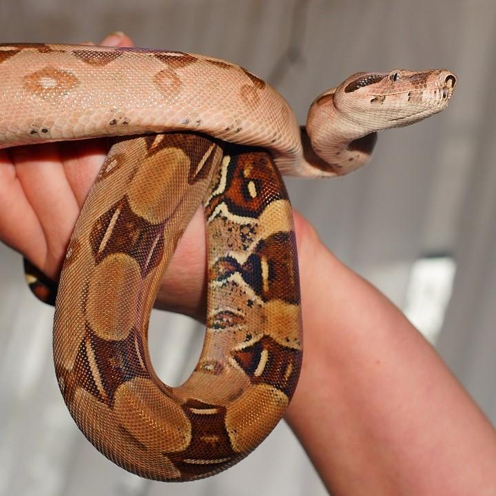 Le boa constrictor comme animal de compagnie