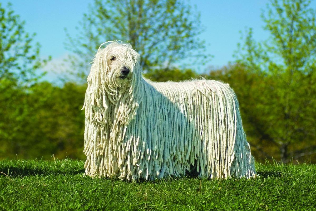 Race De Chien Grand Poil Long