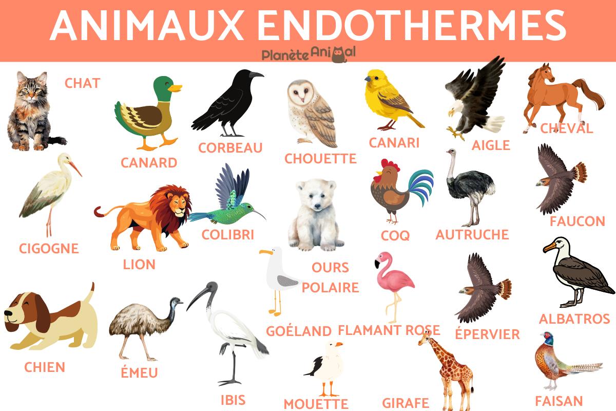 Animaux endothermes - Liste et caractèristiques