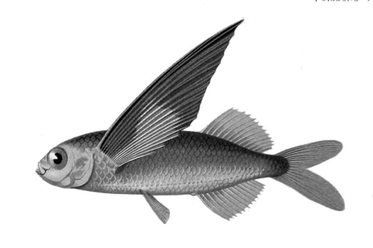 POISSONS VOLANTS - 10 espèces et leurs caractéristiques