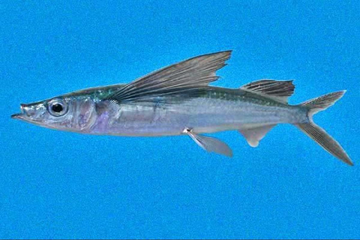 POISSONS VOLANTS - 10 espèces et leurs caractéristiques