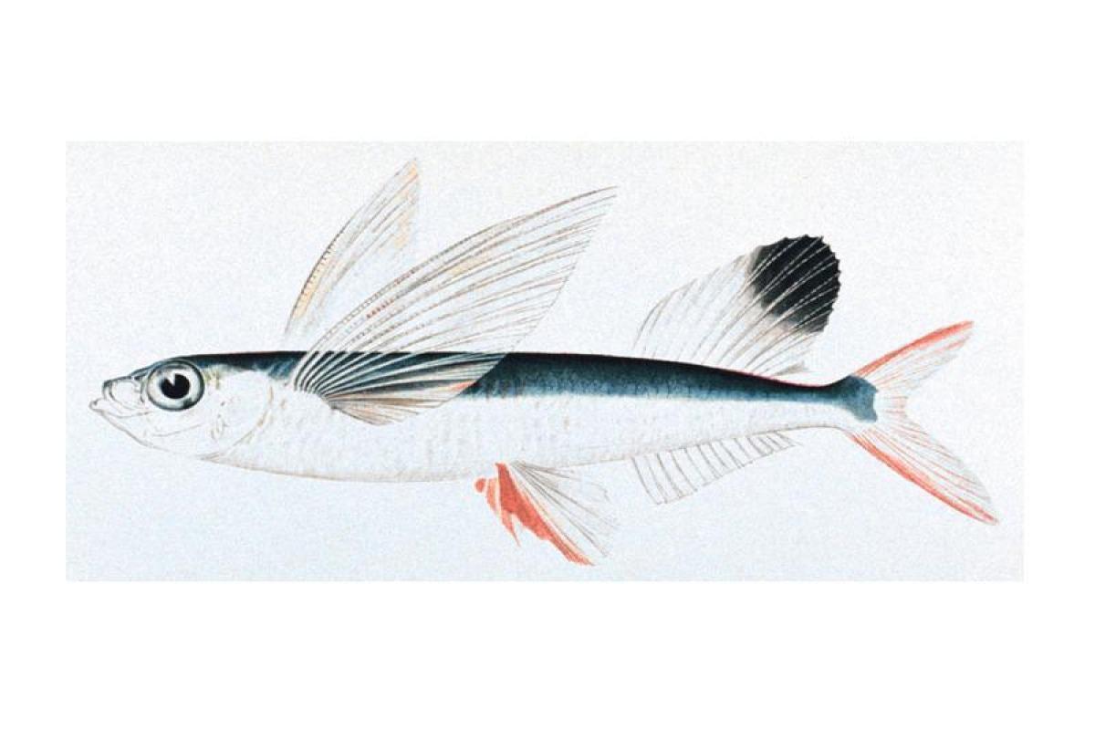 POISSONS VOLANTS - 10 espèces et leurs caractéristiques