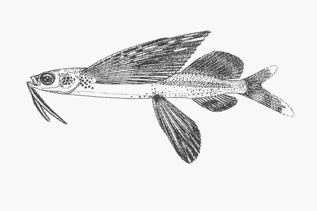 POISSONS VOLANTS - 10 espèces et leurs caractéristiques