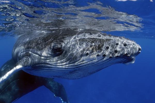 Baleine bleue : 10 choses à savoir sur ce cétacé