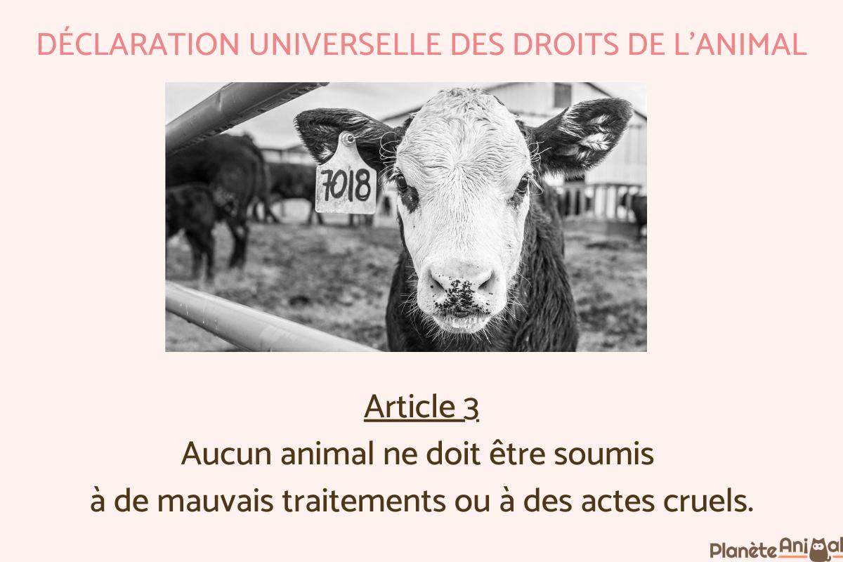 DÉCLARATION UNIVERSELLE DES DROITS DE L'ANIMAL - Article 1-10