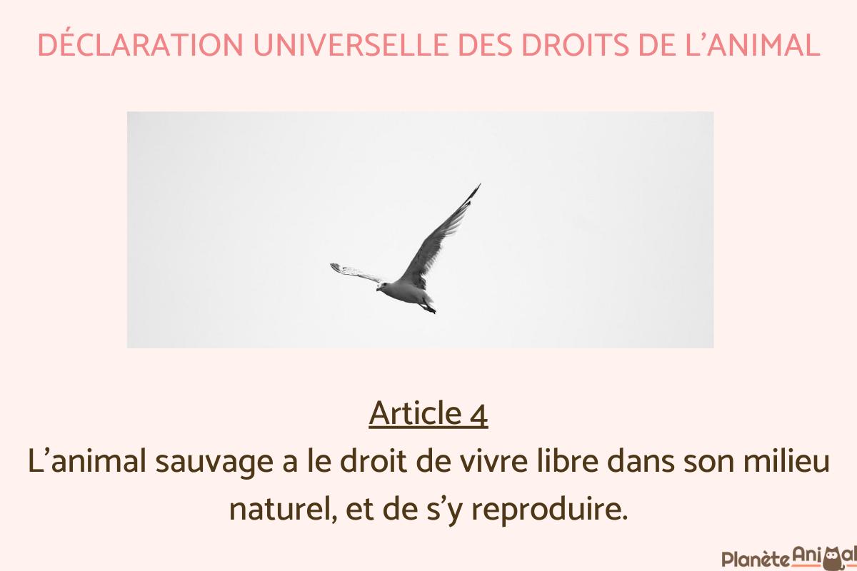 DÉCLARATION UNIVERSELLE DES DROITS DE L'ANIMAL - Article 1-10