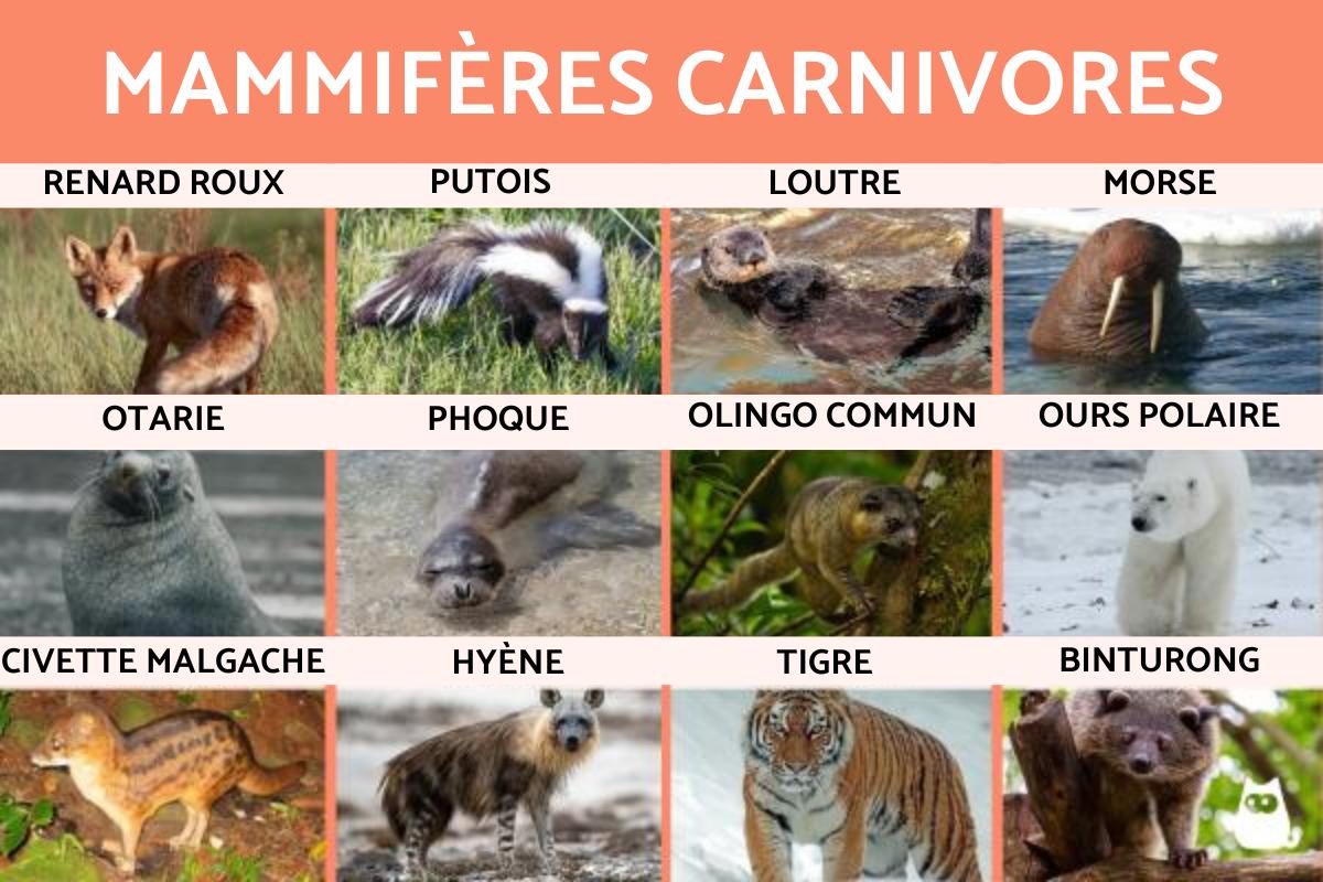 +20 ANIMAUX CARNIVORES - Liste et CARACTÉRISTIQUES
