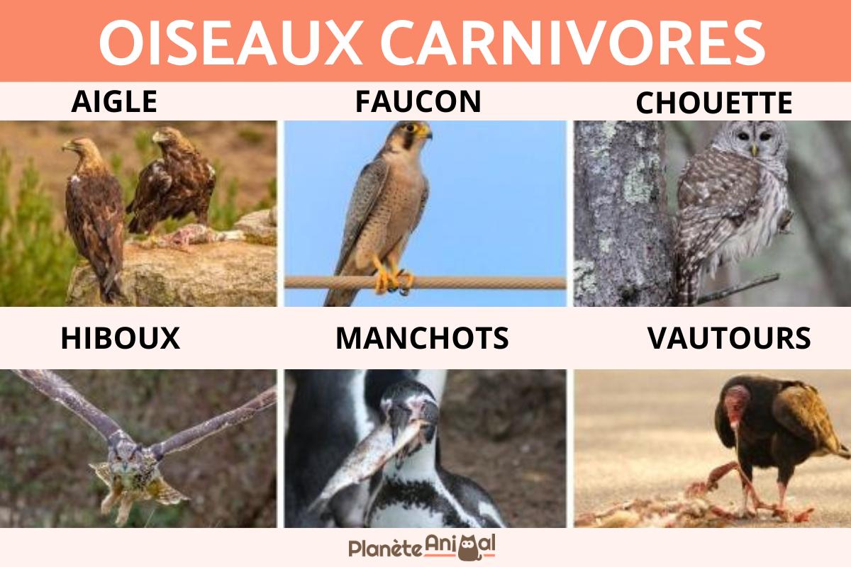 +20 ANIMAUX CARNIVORES - Liste et CARACTÉRISTIQUES