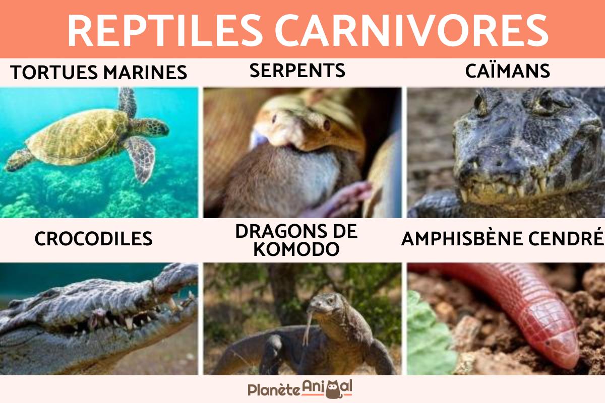 +20 ANIMAUX CARNIVORES - Liste et CARACTÉRISTIQUES