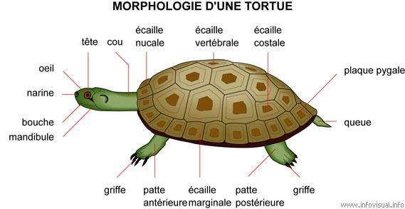 Anatomie de la tortue - Externe et interne