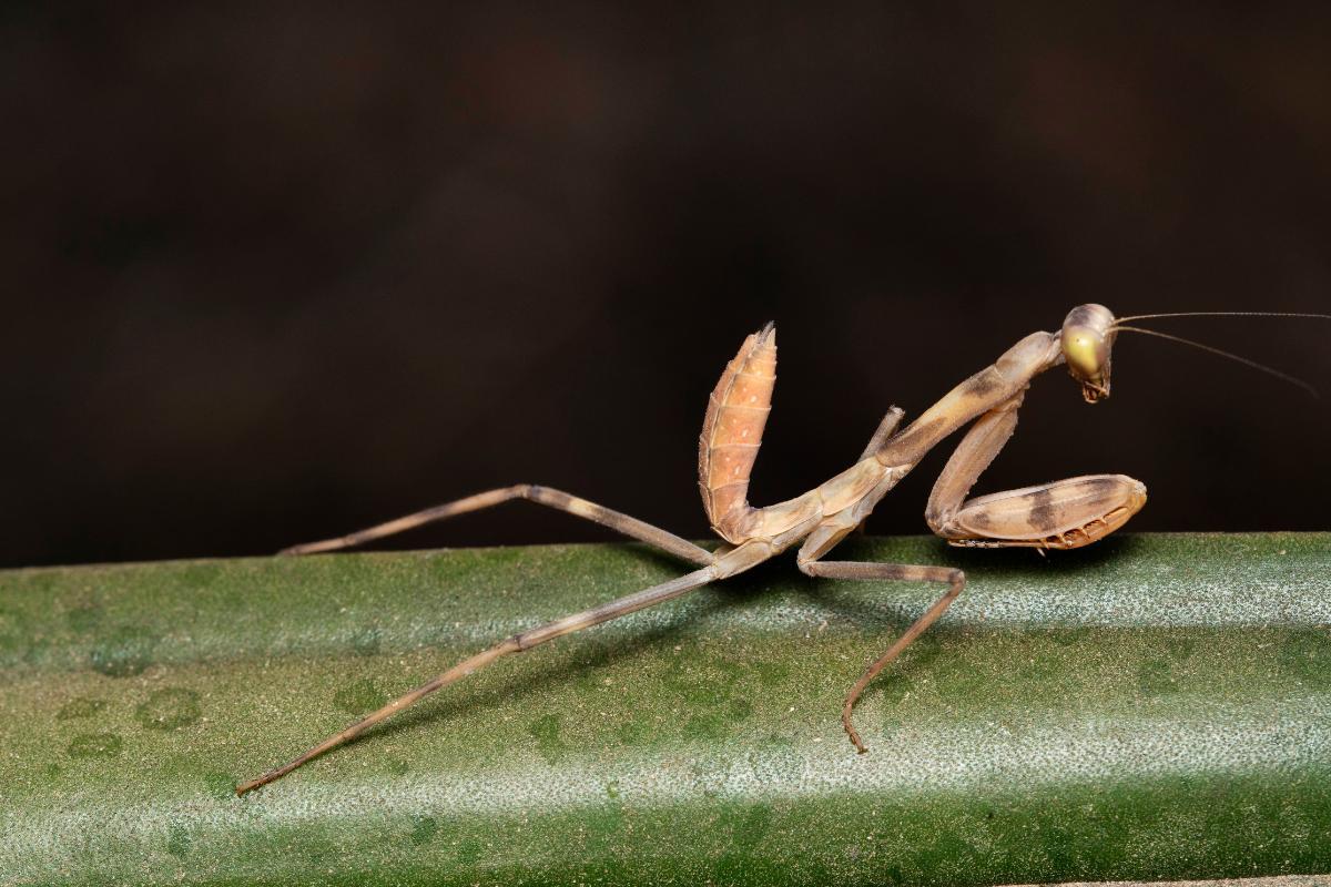 15 TYPES de MANTES RELIGIEUSES - Noms et photos