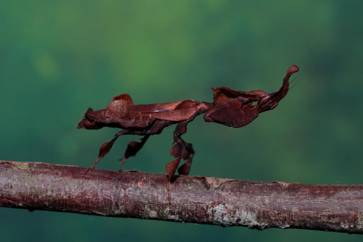 15 TYPES de MANTES RELIGIEUSES - Noms et photos
