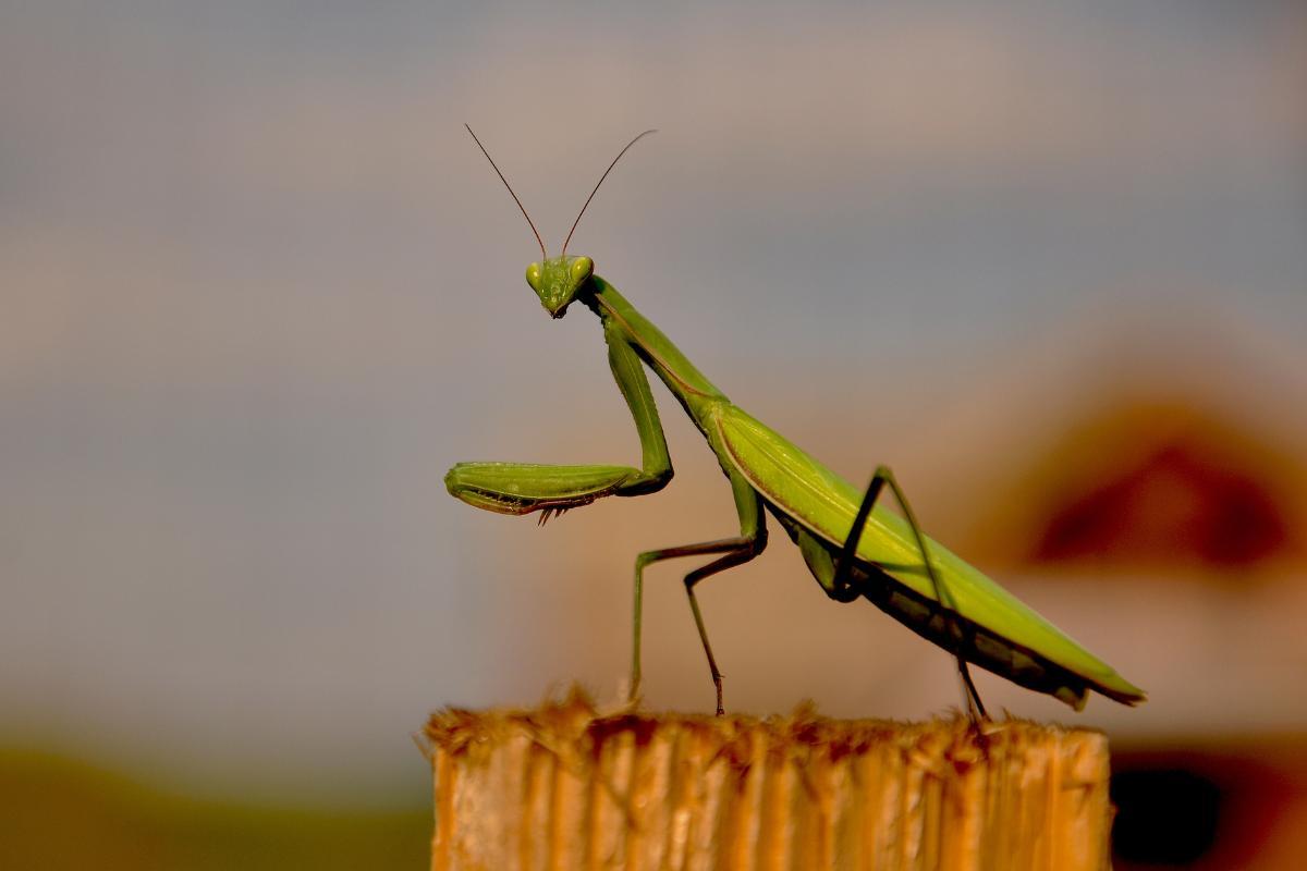 15 TYPES de MANTES RELIGIEUSES - Noms et photos