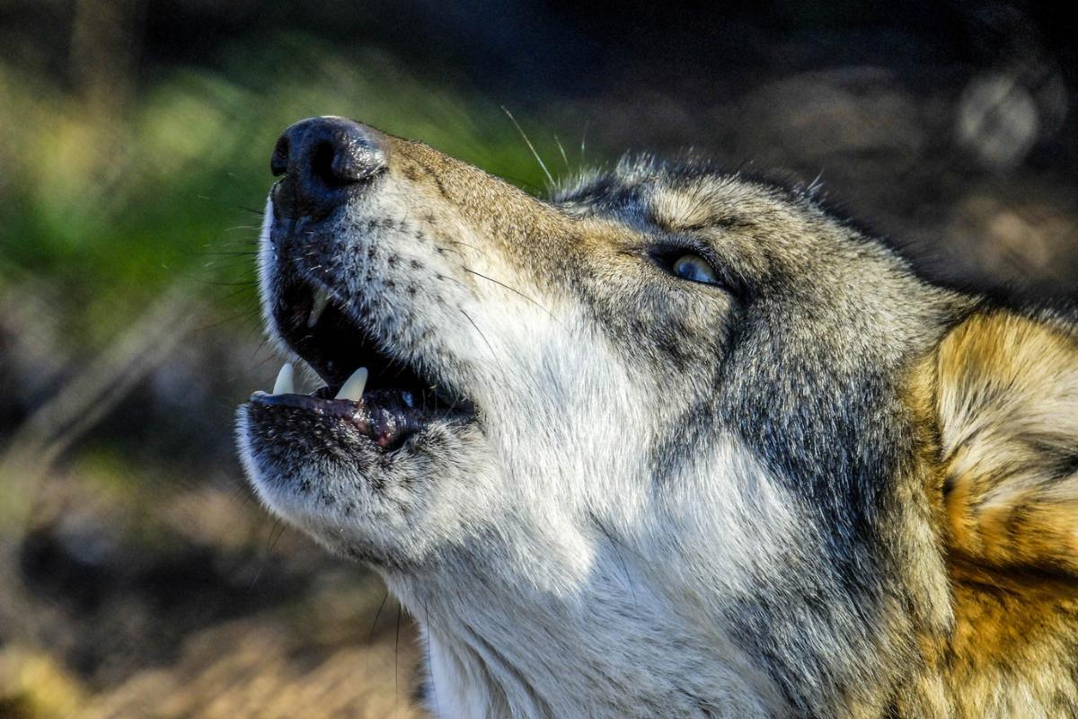 DOMESTICATION du CHIEN - Origine et histoire