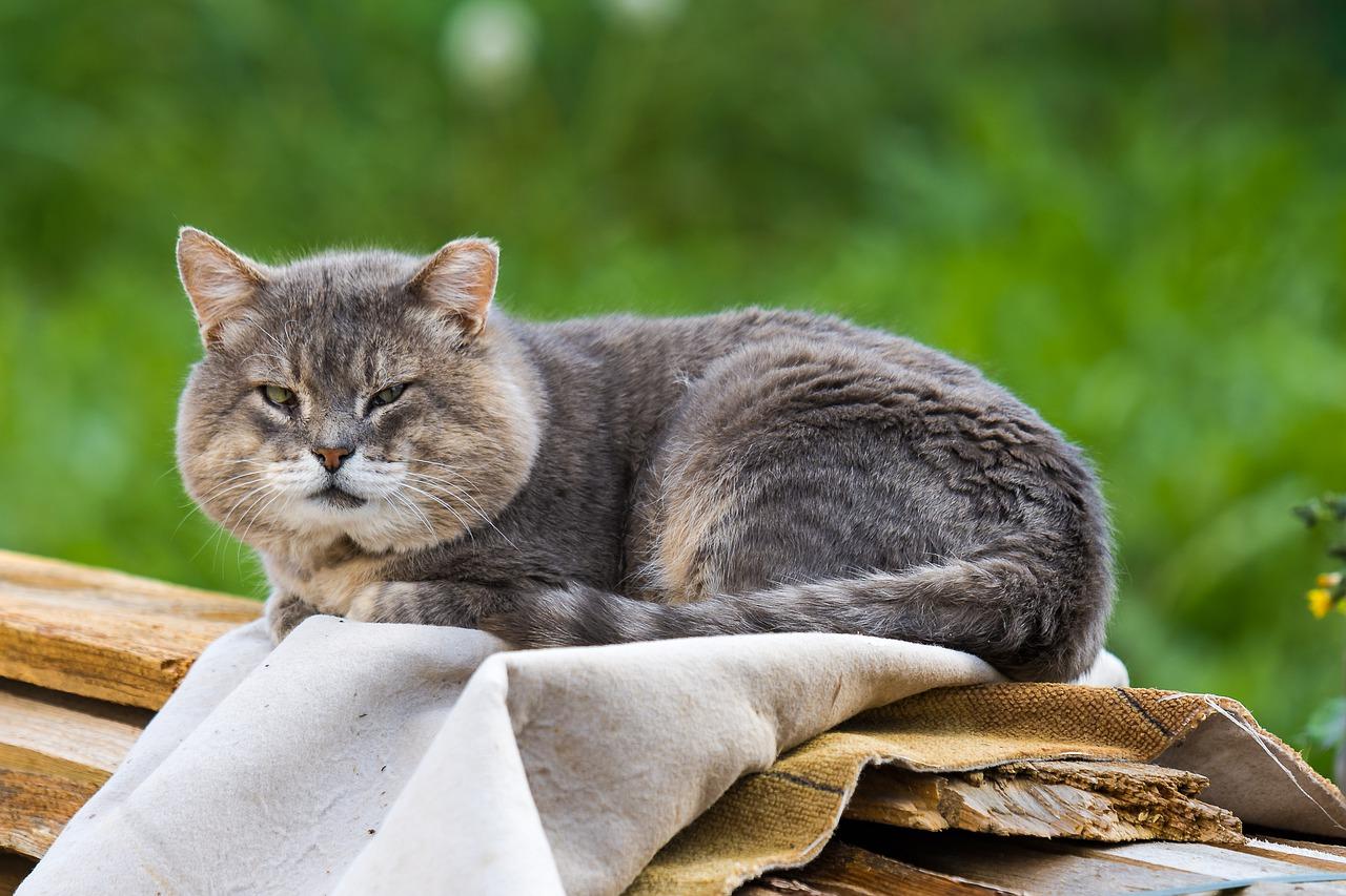 MALADIE DU CHAT : 8 MALADIES courantes des CHATS