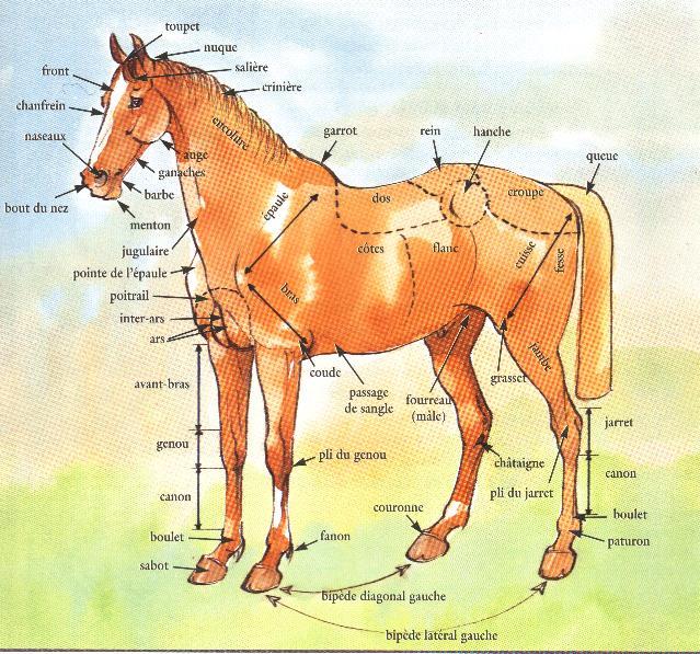 Anatomie du cheval - Morphologie externe et interne - GUIDE COMPLET