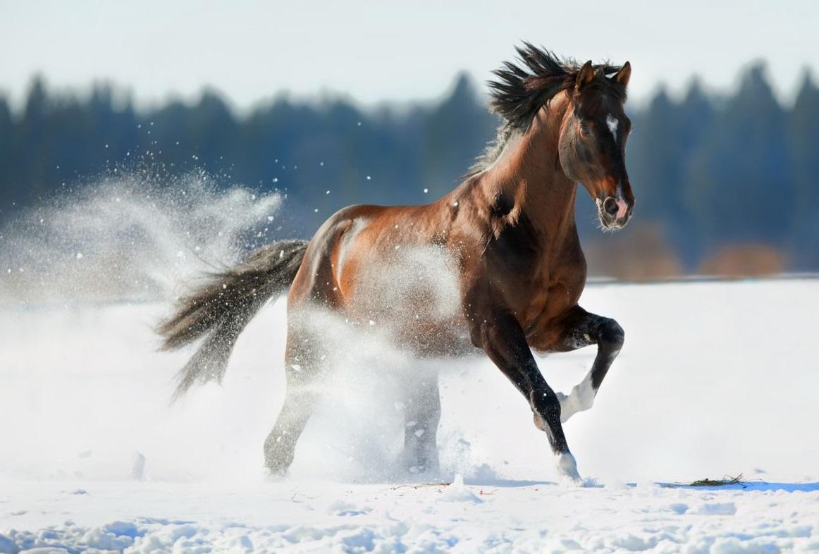 Anatomie du cheval - Morphologie externe et interne - GUIDE COMPLET