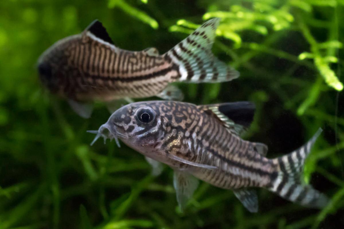10 Types de corydoras - Espèces et PHOTOS