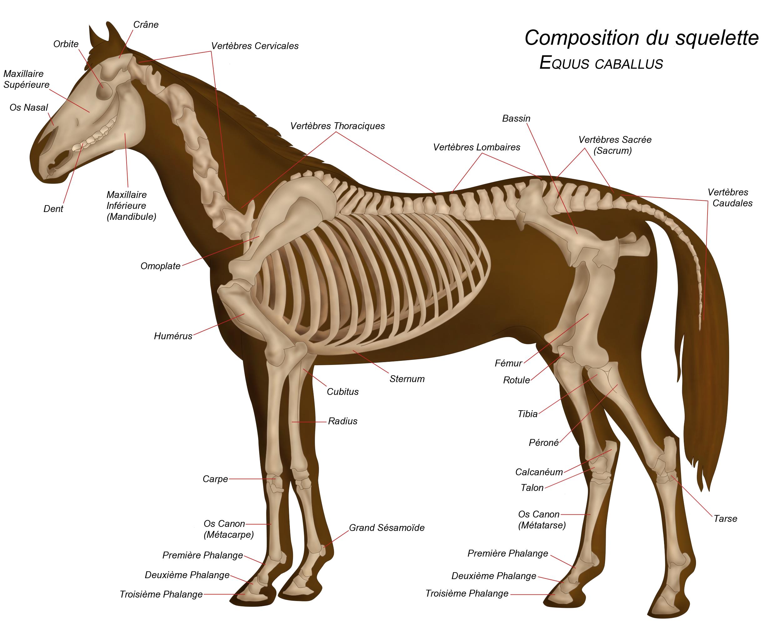 Anatomie du cheval - Morphologie externe et interne - GUIDE COMPLET