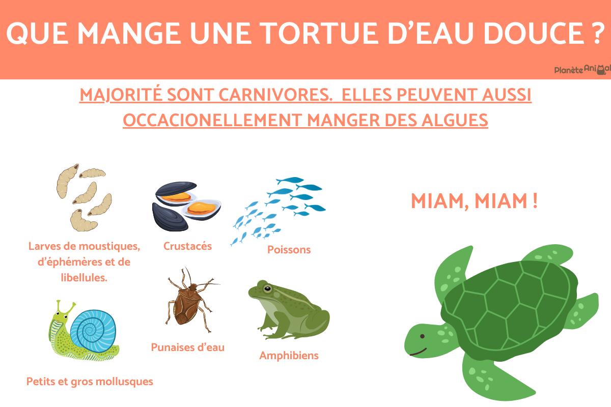 Que mange une tortue ? - Guide complet de leur alimentation