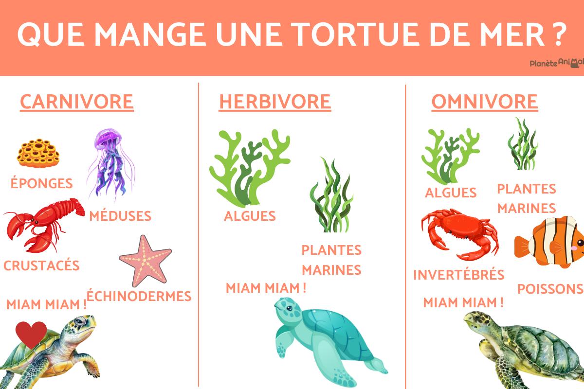 Que mange une tortue ? - Guide complet de leur alimentation