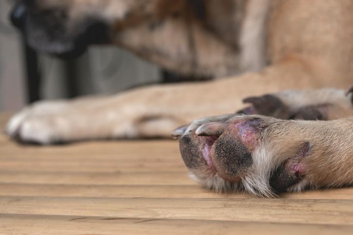 Pododermatite du chien - Symptômes et Traitement (AVEC PHOTOS)