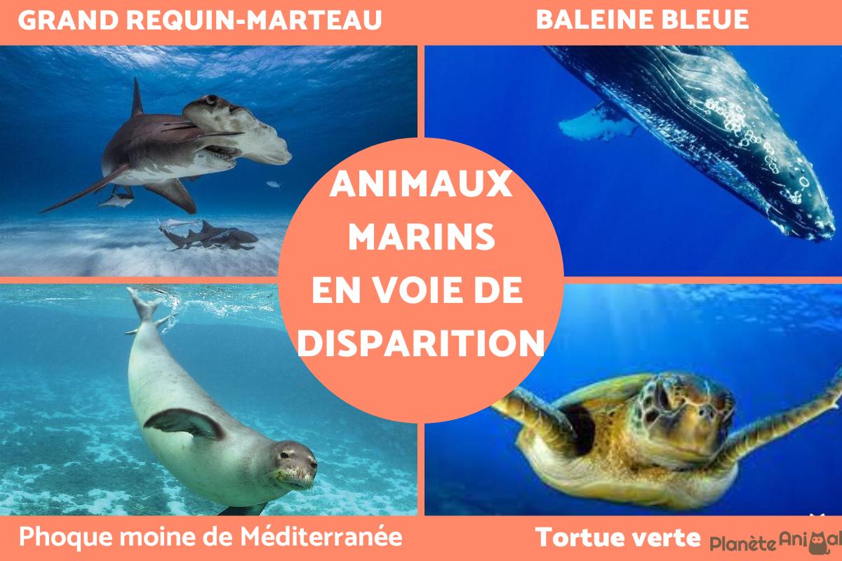 30 ANIMAUX MARINS en VOIE de DISPARITION - avec PHOTOS