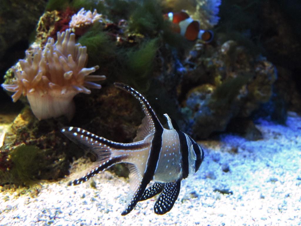 les 15 poissons le plus en danger de disparition - DONNÉES DE 2019