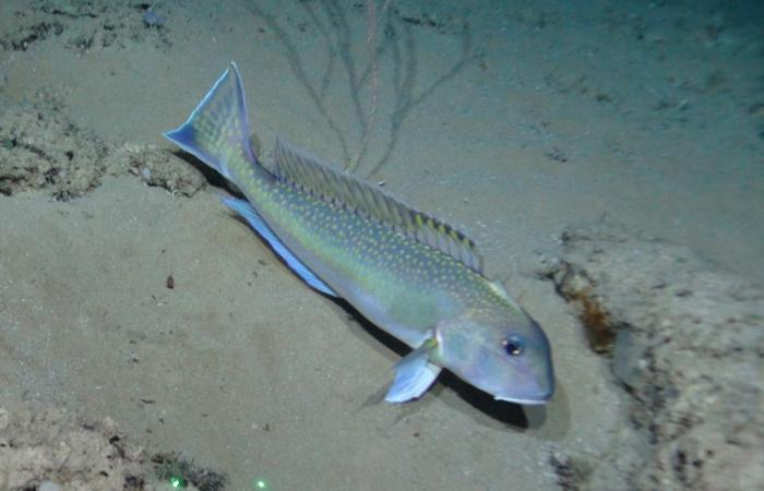 les 15 poissons le plus en danger de disparition - DONNÉES DE 2019