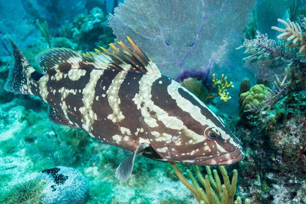 les 15 poissons le plus en danger de disparition - DONNÉES DE 2019