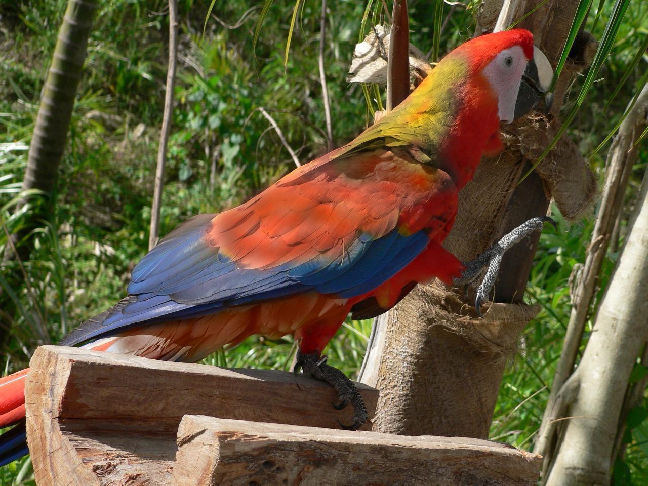 20 ANIMAUX ET OISEAUX DE CUBA - Noms, photos caractéristiques