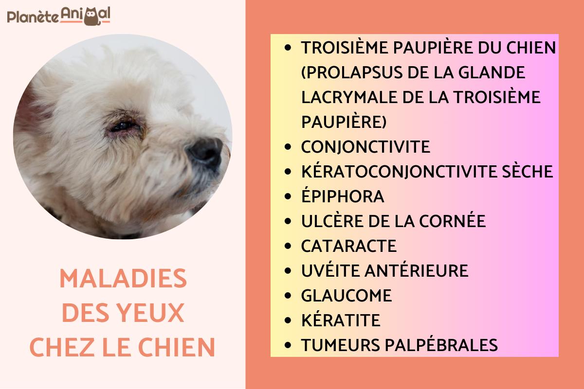 Maladies des yeux chez le chien (avec photos) - LISTE COMPLÈTE