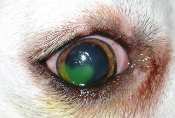 Maladies des yeux chez le chien (avec photos) - LISTE COMPLÈTE