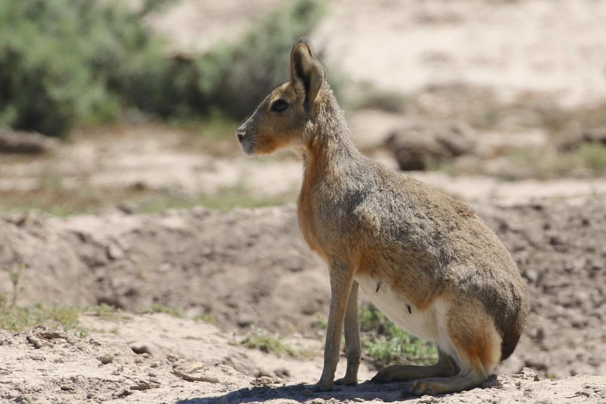 +30 Animaux en M - NOMS et PHOTOS