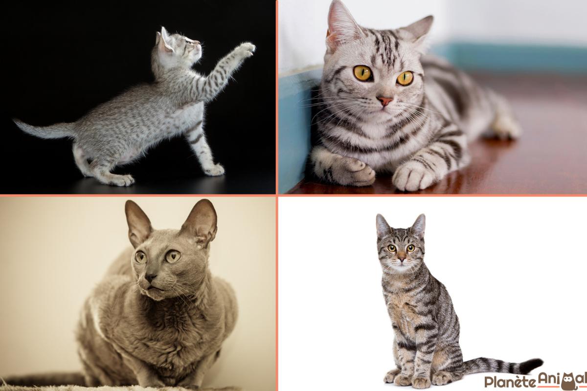 8 RACES de CHATS GRIS - À POIL COURT, LONG, TIGRÉ ou BLEU