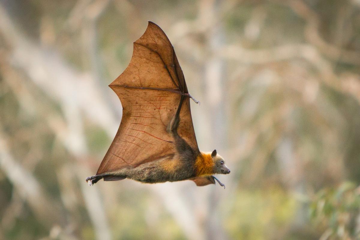 Où vivent les chauves-souris