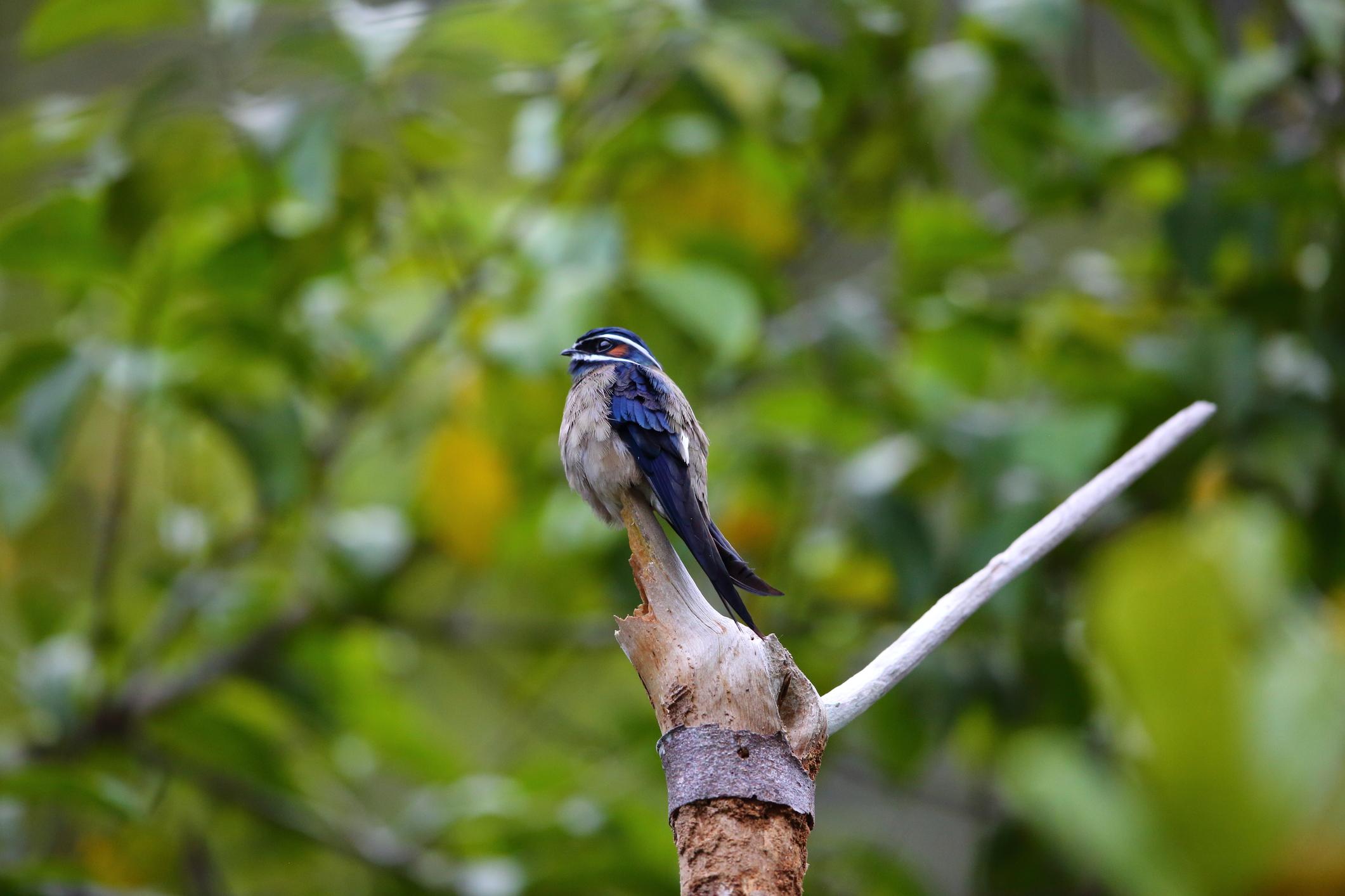 30 Animaux arboricoles