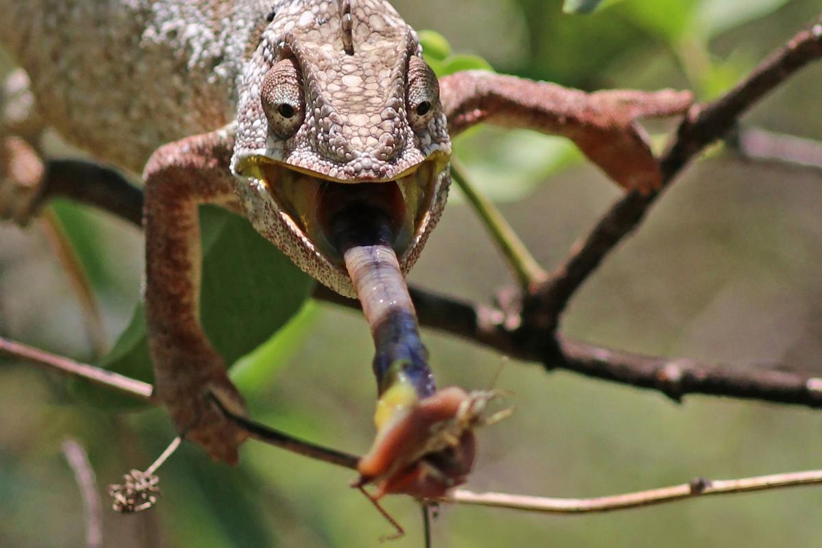 CHAMAELEONIDAE - TYPES de CAMÉLÉONS