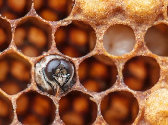 Comment se reproduisent les abeilles ? - Découvre-le