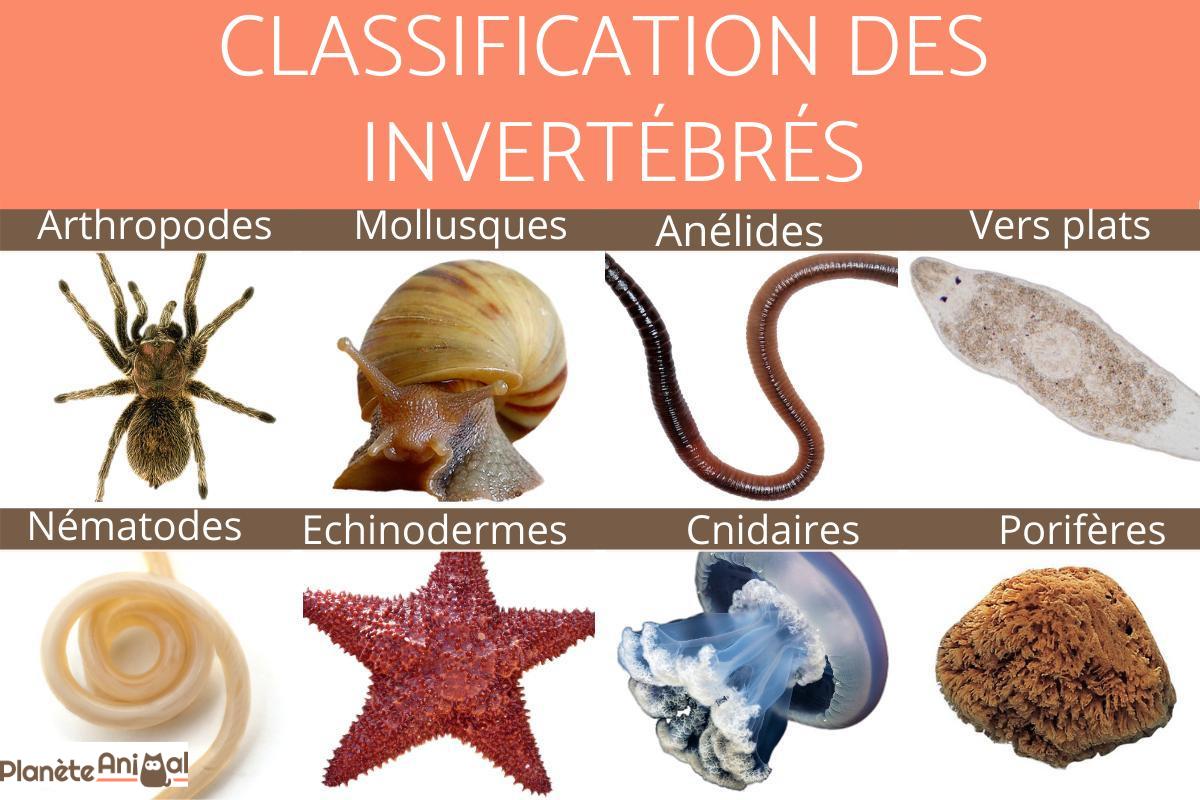 Classification des animaux invertébrés