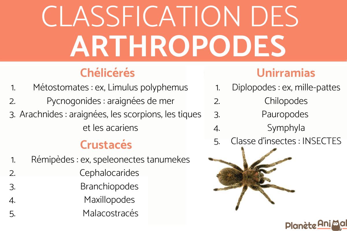 Classification des animaux invertébrés