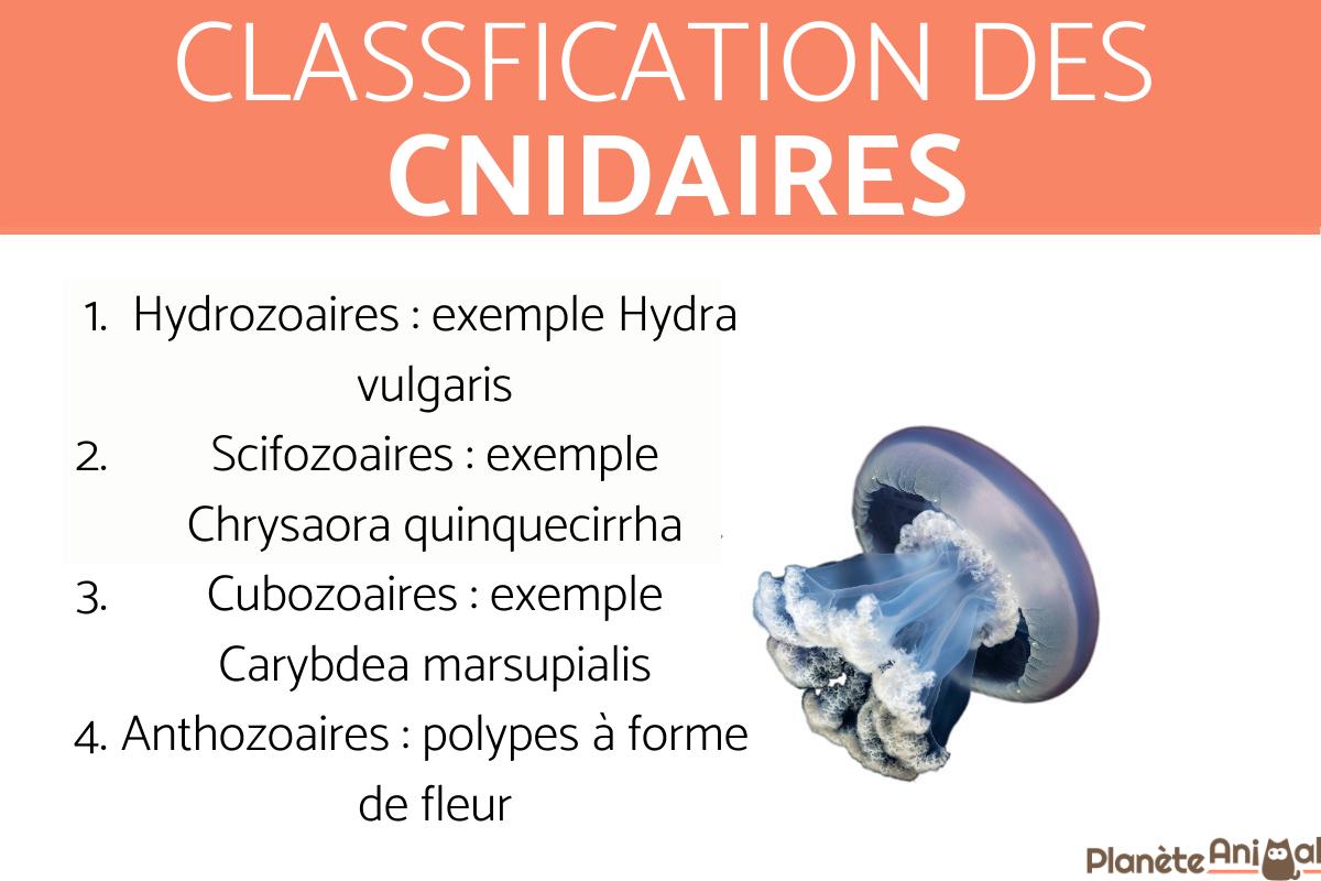 Classification des animaux invertébrés